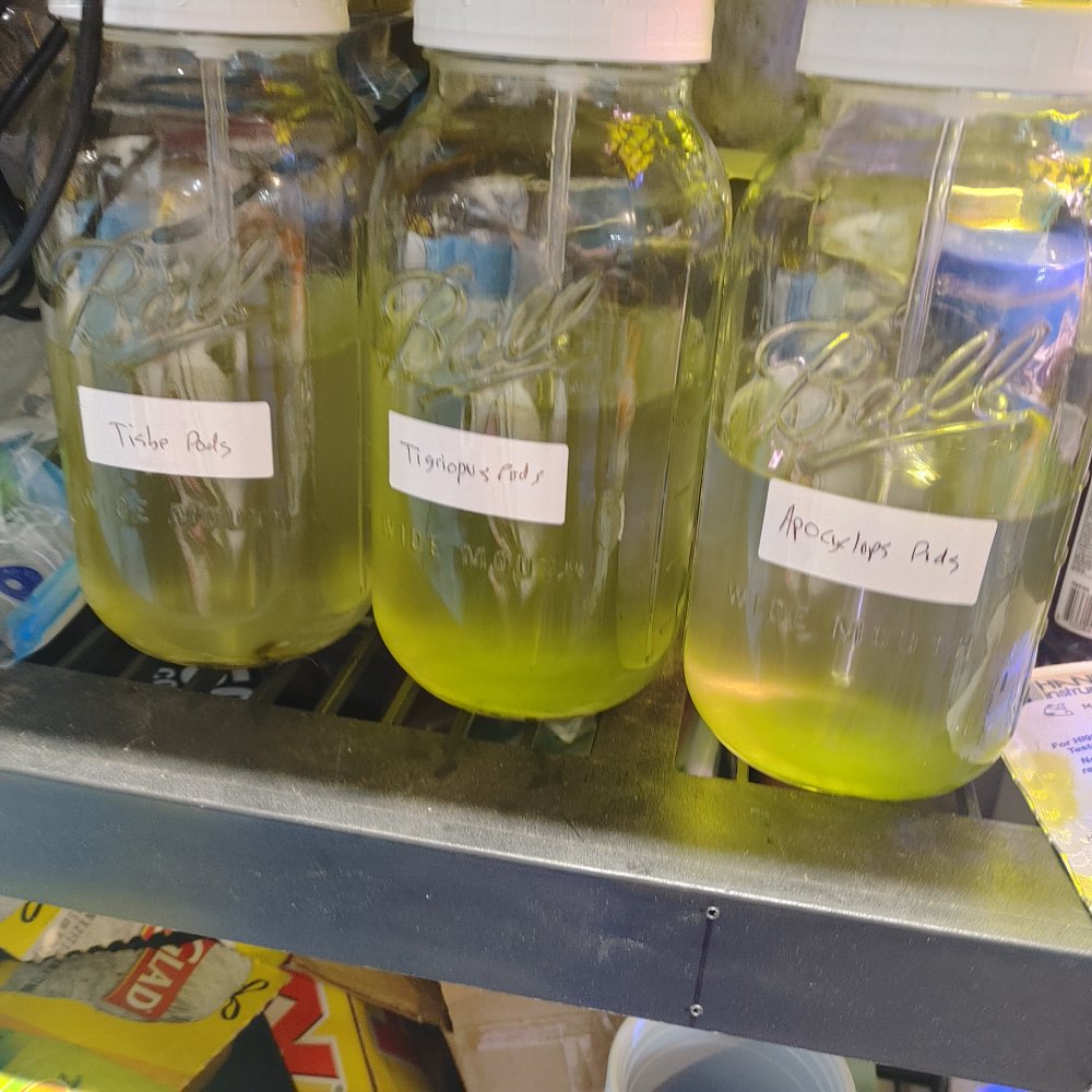 Afboundguy's breeding journey... | Boston Reefers Society