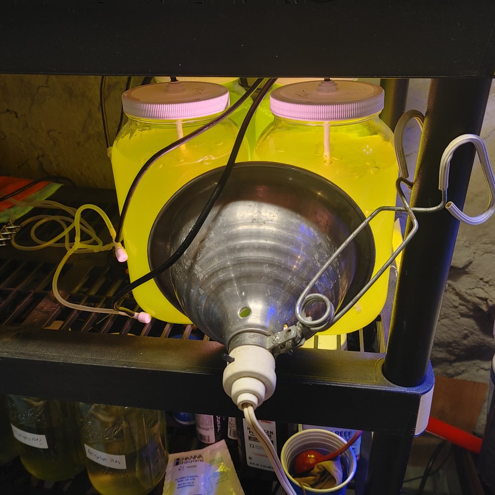 Afboundguy's breeding journey... | Boston Reefers Society