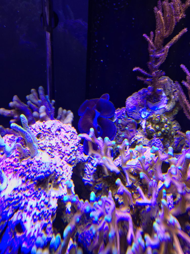 Maxima clam byssal opening | Boston Reefers Society