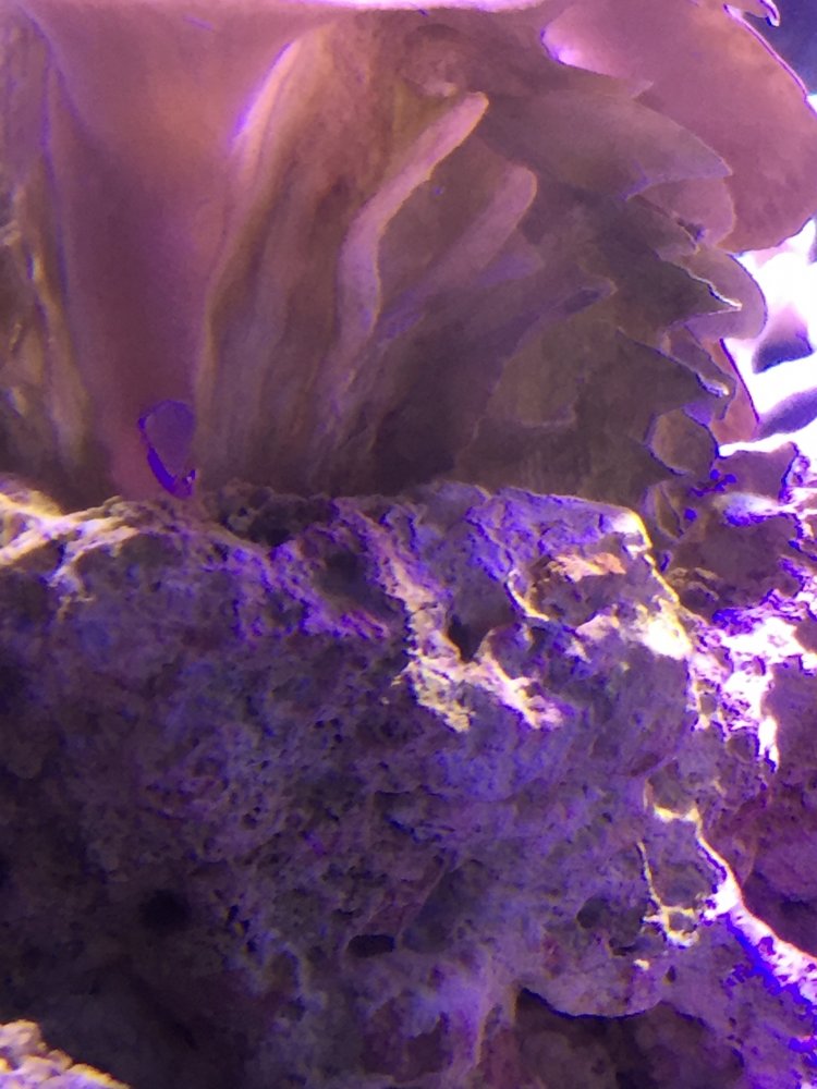 Maxima clam byssal opening | Boston Reefers Society