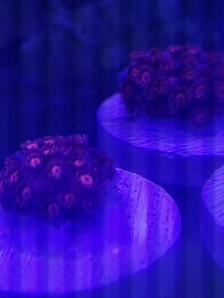 Sold - Laffy taffy/fruit loops/ora gonis | Boston Reefers Society