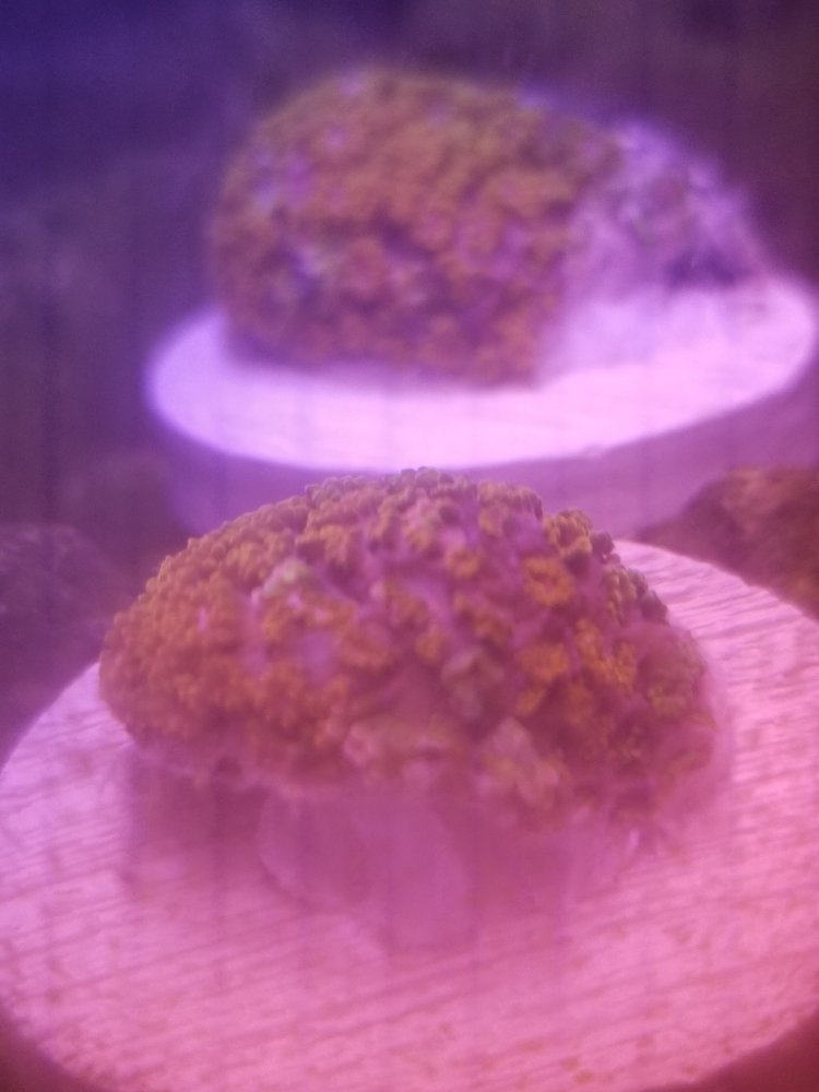 Sold - Laffy taffy/fruit loops/ora gonis | Boston Reefers Society