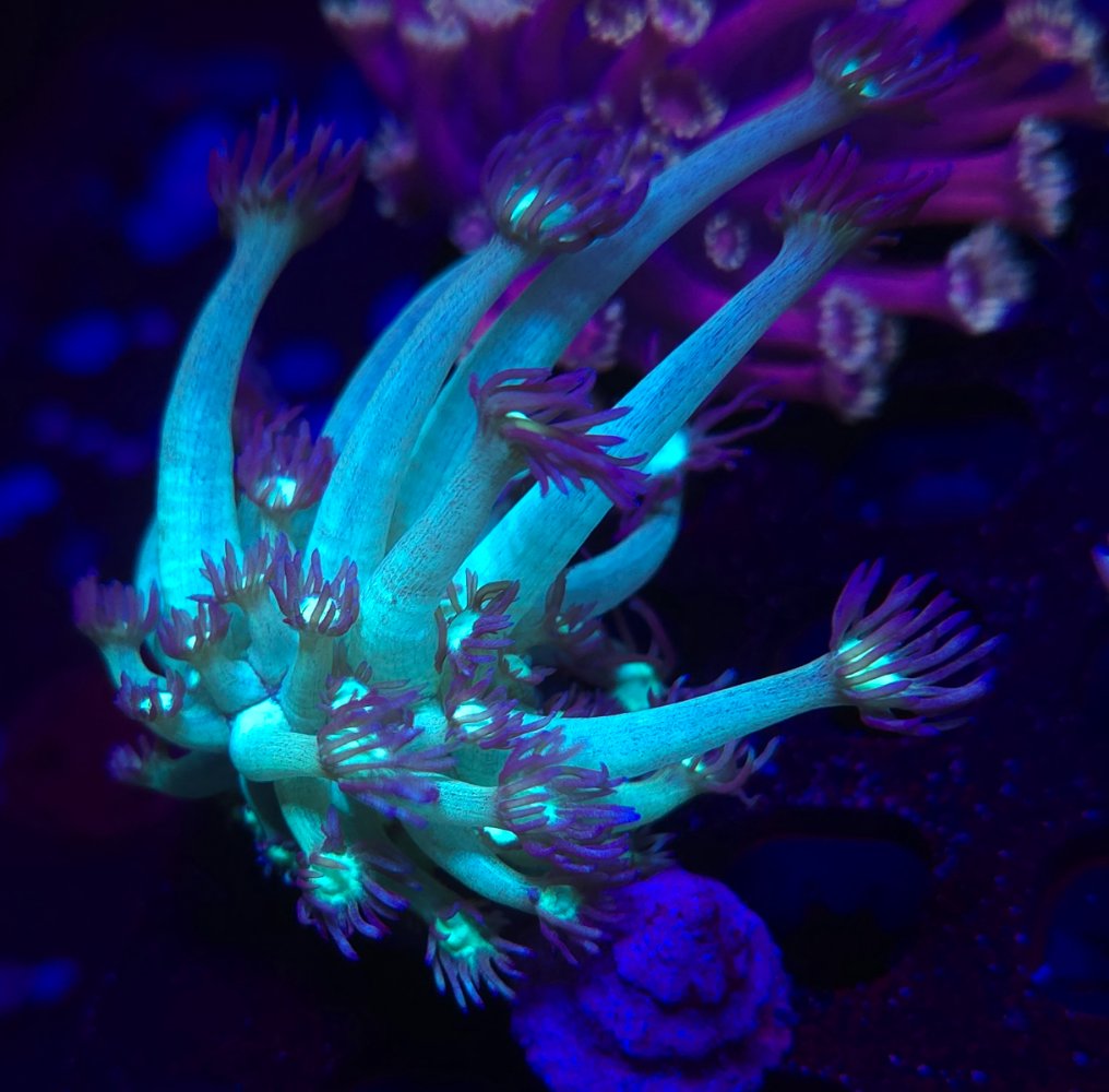 Pop-up hours for (3/29-3/30) | Boston Reefers Society