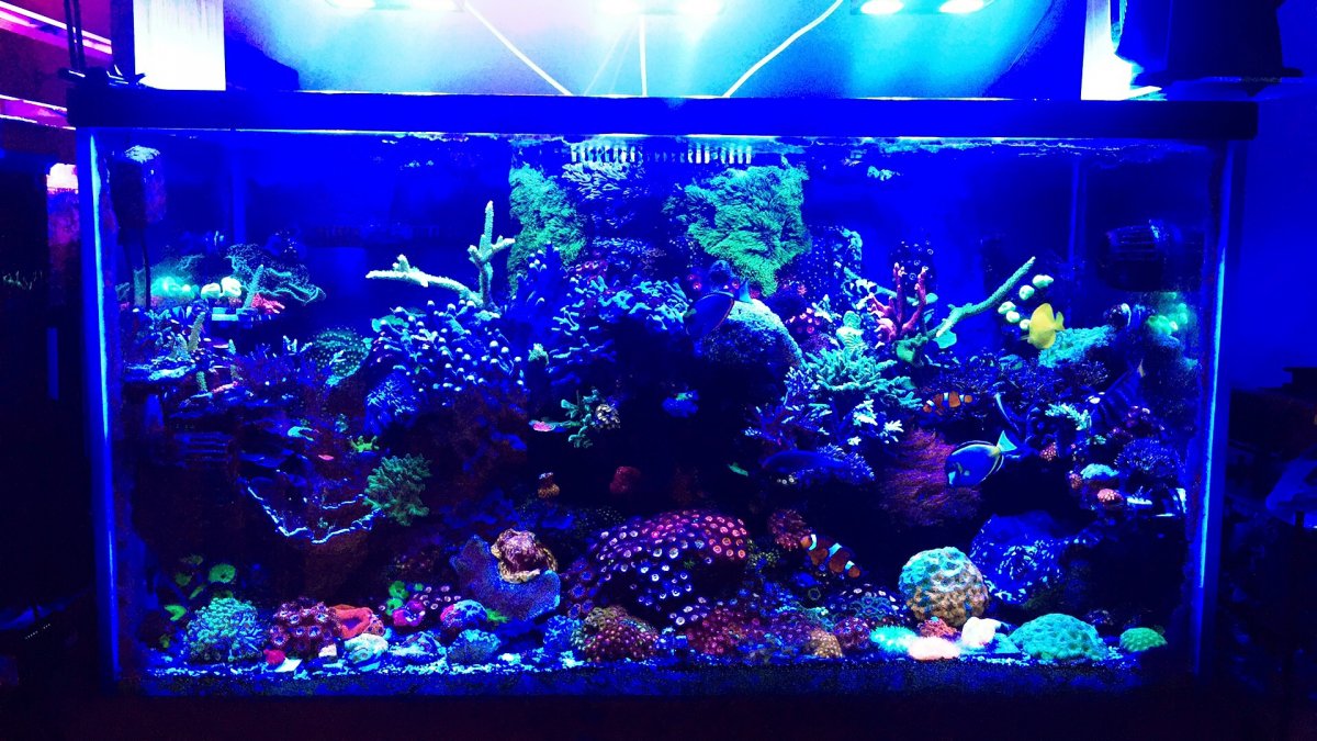 Thanh’s 300G mixed reef system - 2 DT (135G & 120G) with 7.5G frags ...