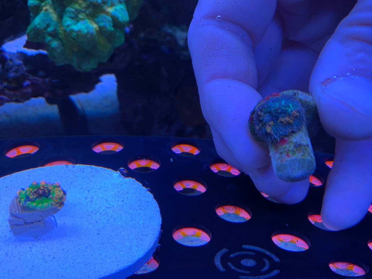 GODZILLA!! | Boston Reefers Society