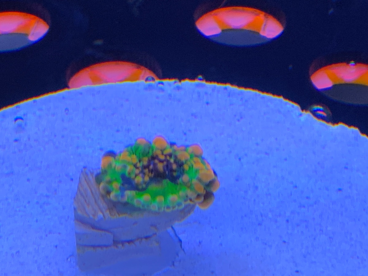 GODZILLA!! | Boston Reefers Society