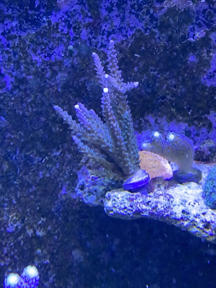 Sold - Large acro frags, stylo frags, orange zoas | Boston Reefers Society