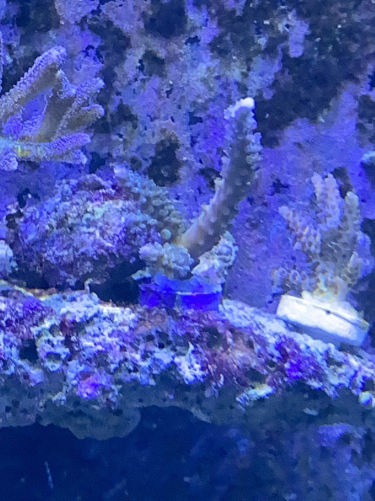 Sold - Large acro frags, stylo frags, orange zoas | Boston Reefers Society