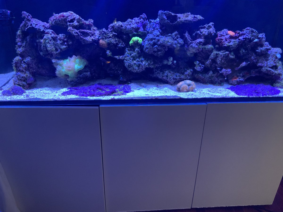 FS - Livestock - Reef setup for sale in Gloucester | Boston Reefers Society
