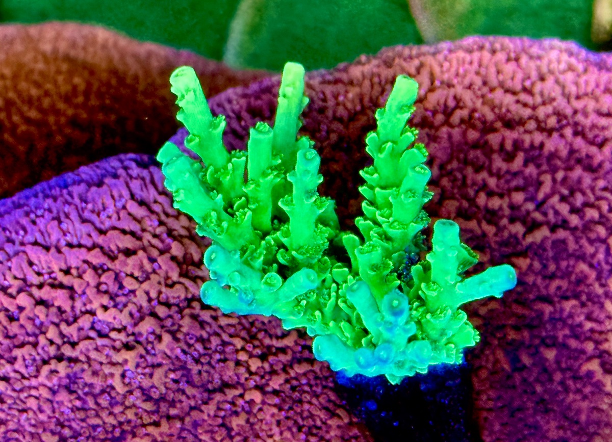 Reef Delight under water lens for phone cameras | Boston Reefers Society