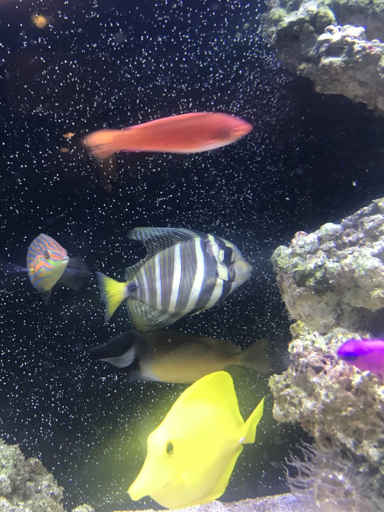 SAILFIN TANG HEALING FROM HLLE | Boston Reefers Society