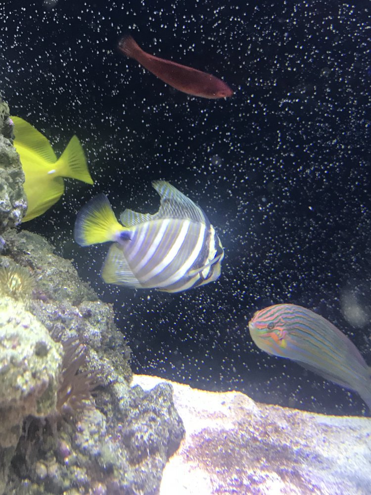 SAILFIN TANG HEALING FROM HLLE | Boston Reefers Society
