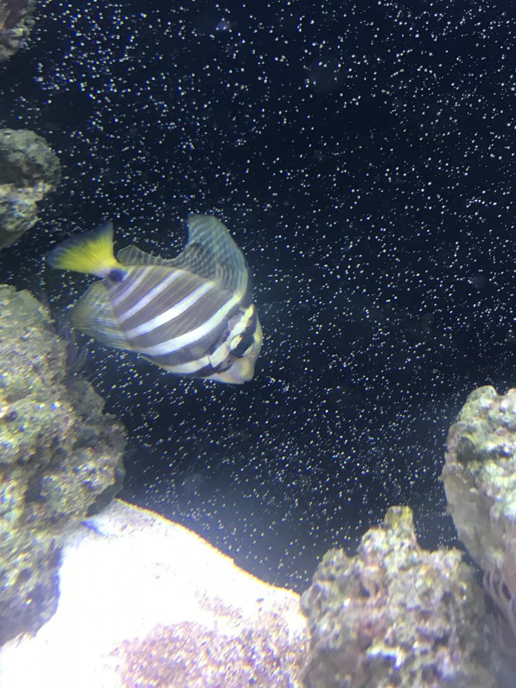 SAILFIN TANG HEALING FROM HLLE | Boston Reefers Society