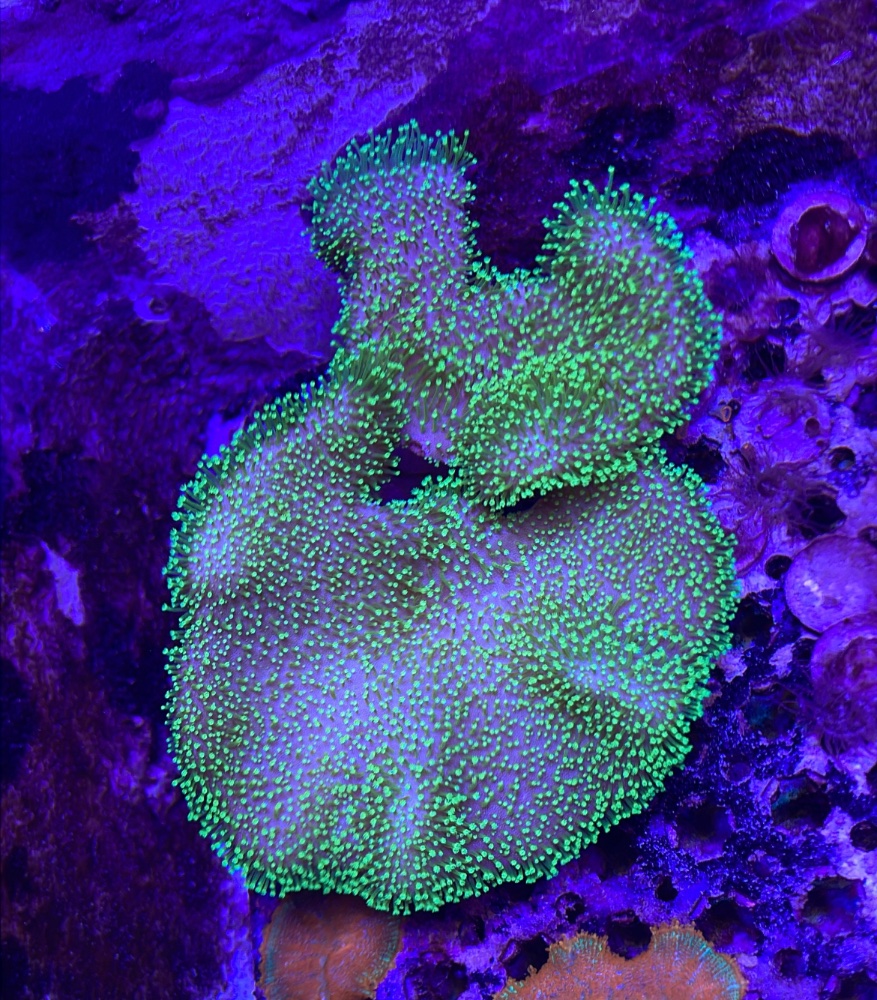 FS - Livestock - Corals FS | Boston Reefers Society