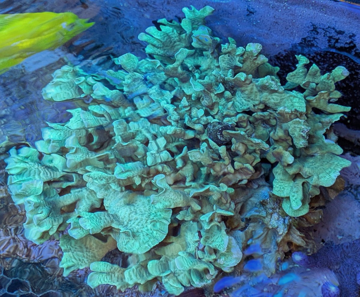 Free - Livestock - Potato Chip Pavona colony (Littleton, MA) | Boston ...