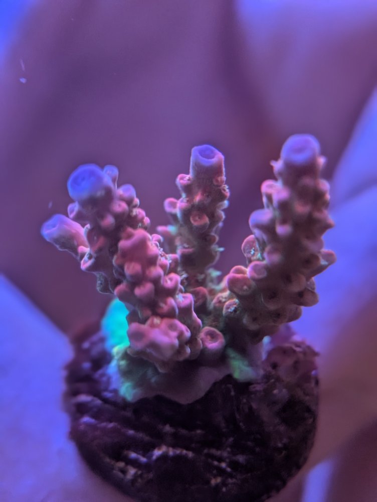 FS - Livestock - New SPS available! | Boston Reefers Society