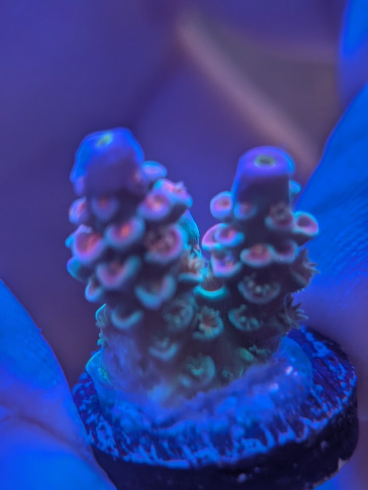 FS - Livestock - New SPS available! | Boston Reefers Society