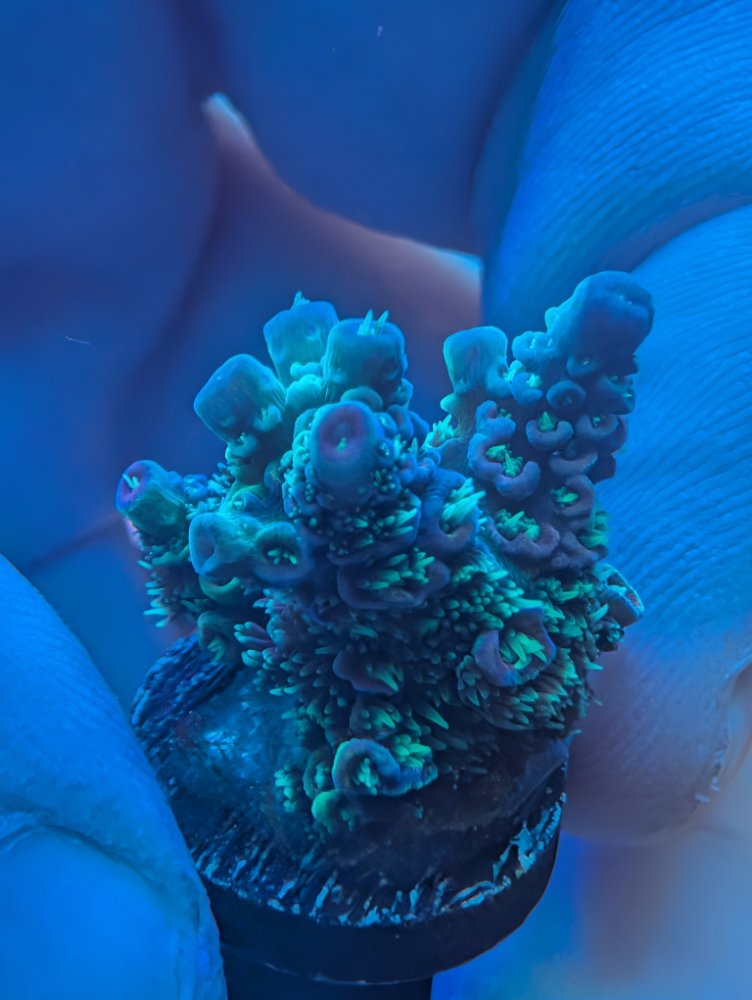 FS - Livestock - New SPS available! | Boston Reefers Society