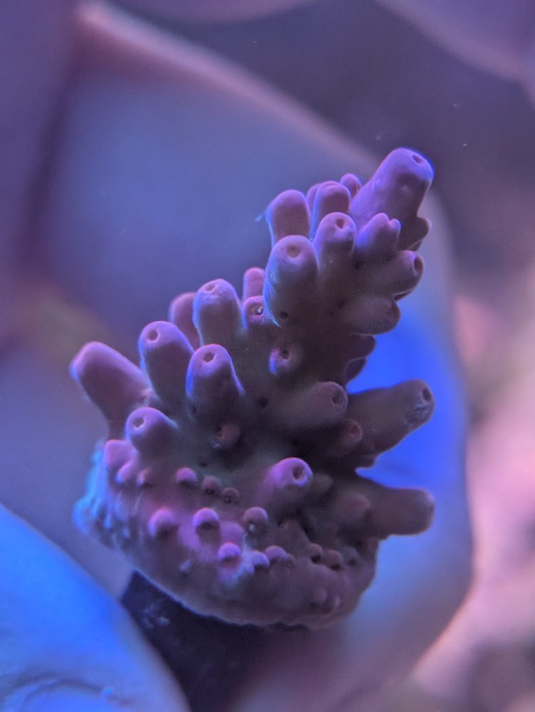 FS - Livestock - New SPS available! | Page 3 | Boston Reefers Society