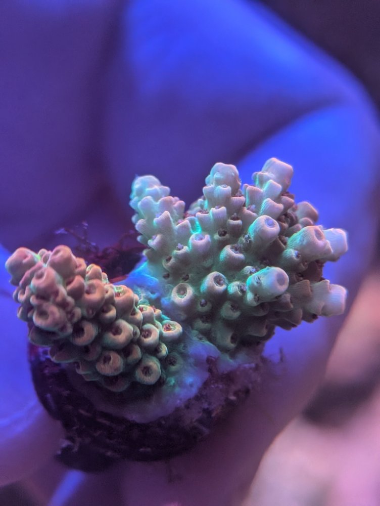 FS - Livestock - New SPS available! | Page 3 | Boston Reefers Society