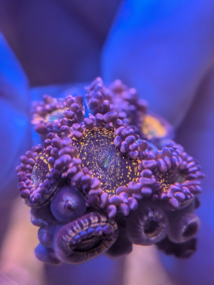 FS - Livestock - New SPS available! | Page 3 | Boston Reefers Society