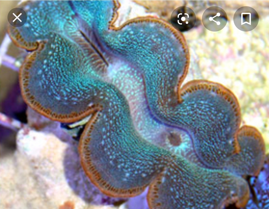 Maxima clam byssal opening | Boston Reefers Society